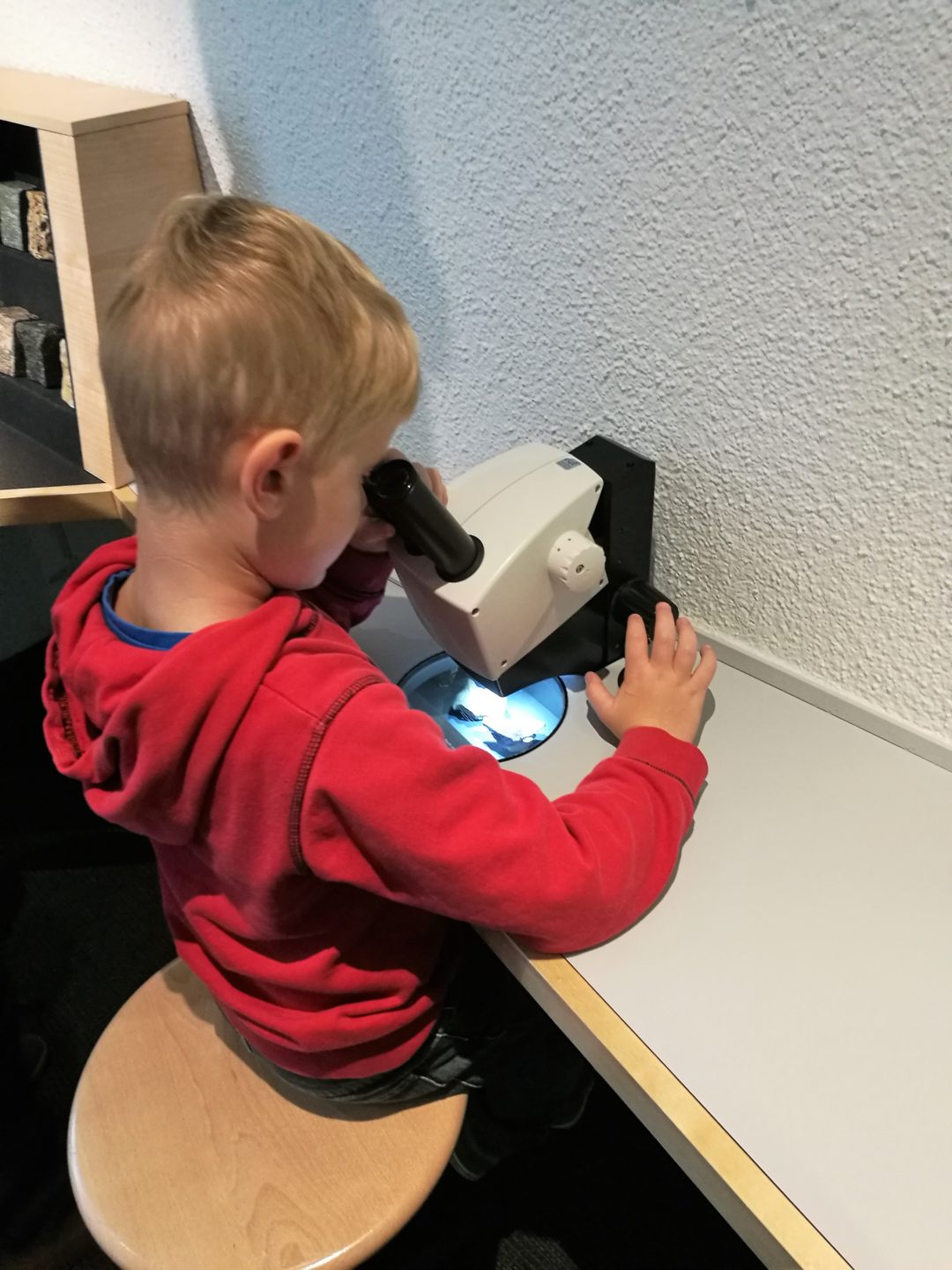 Naturmuseum Solothurn: an unexpected surprise - Our Swiss experience