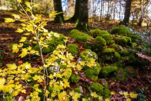 16 Best places for fall in Switzerland - Our Swiss experience