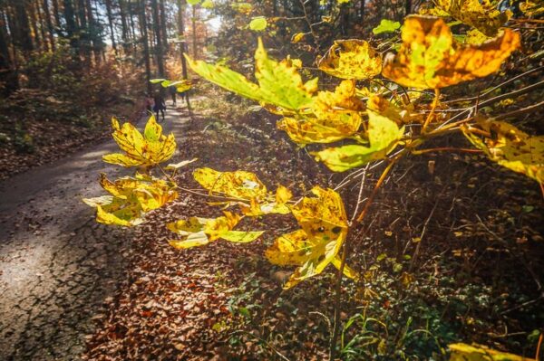 16 Best places for fall in Switzerland - Our Swiss experience